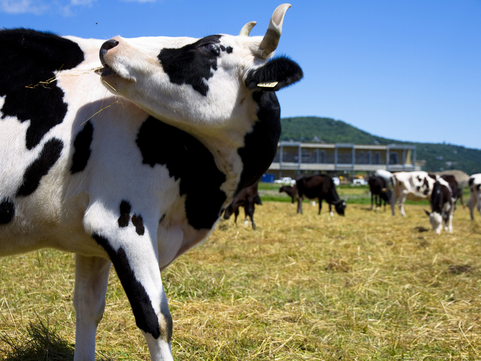 The Migneron Family: The Spirit of Milk